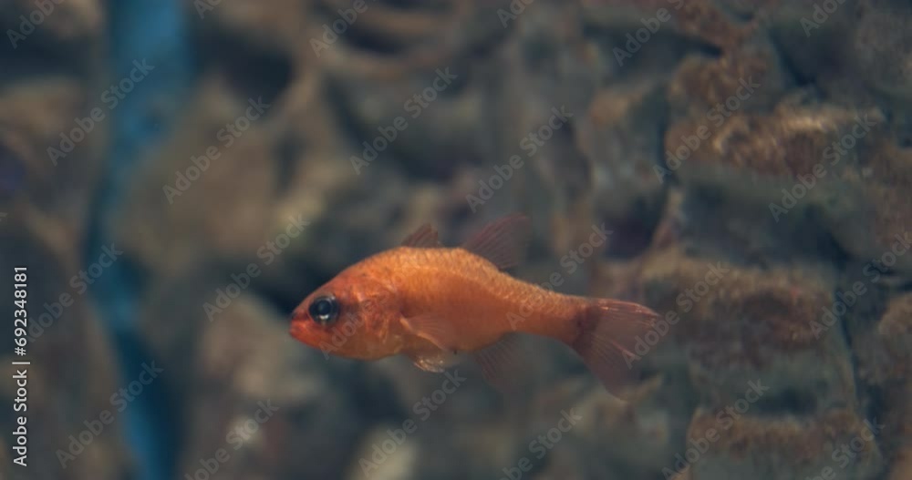 Small orange fish on red rocks, background swim in home aquarium, close ...