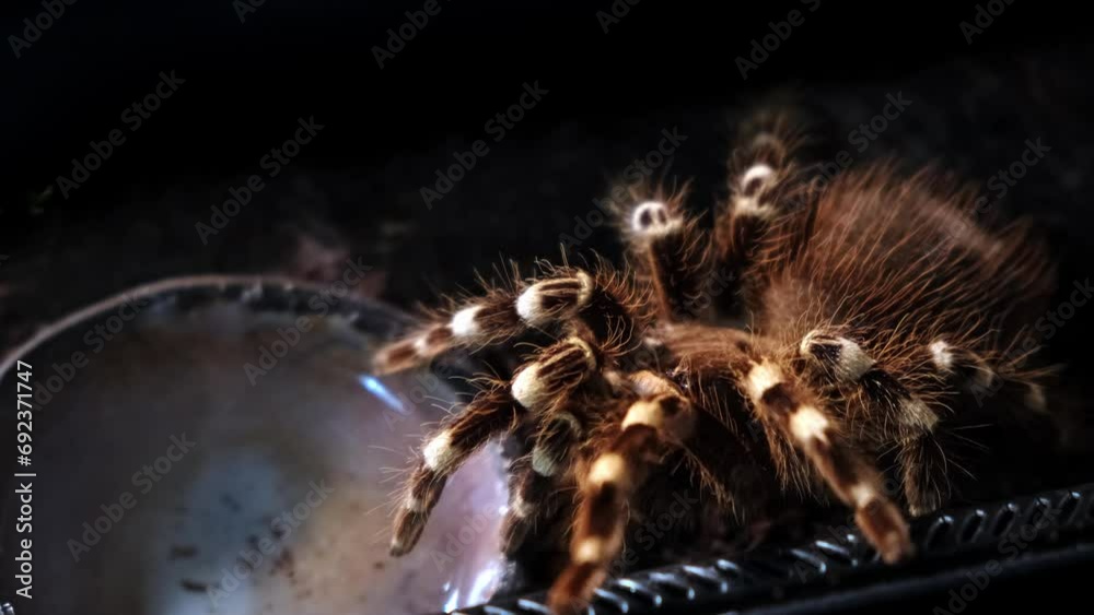 Vidéo Stock A spider injects venom into a madagascar cockroach in a ...