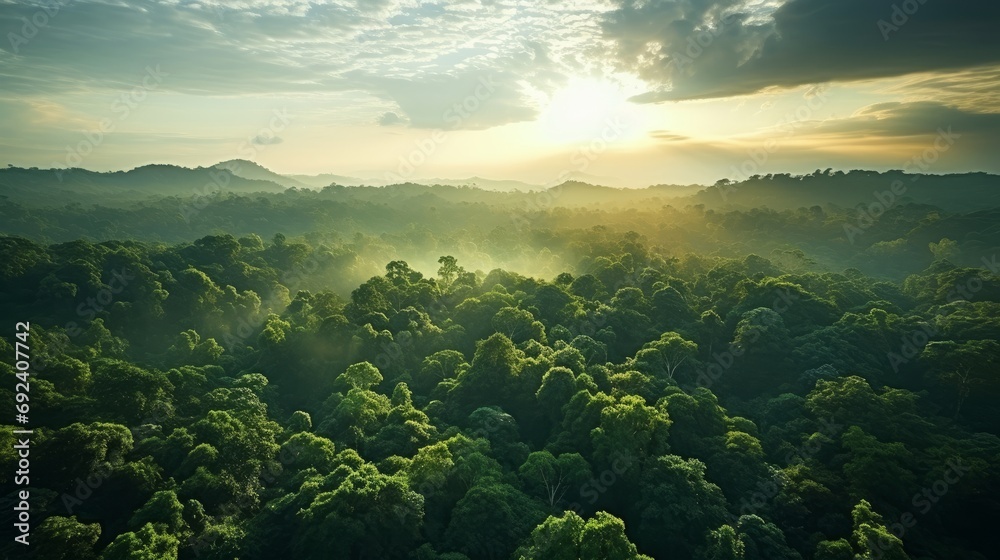 Beautiful green Amazon forest landscape at sunset. Adventure, explore ...