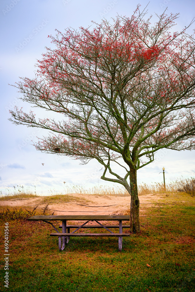 American Holly Winterberry, Red Sprite, or Ilex verticillata tree on ...