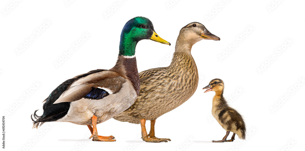 Male, female and their duckling Mallard duck, Anas platyrhynchos ...