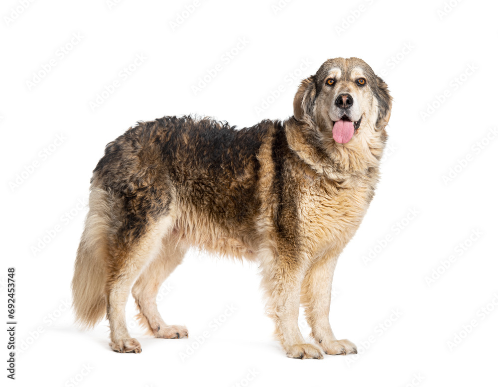 Side view of a Sila Shepherd standing and panting, isolated on white ...