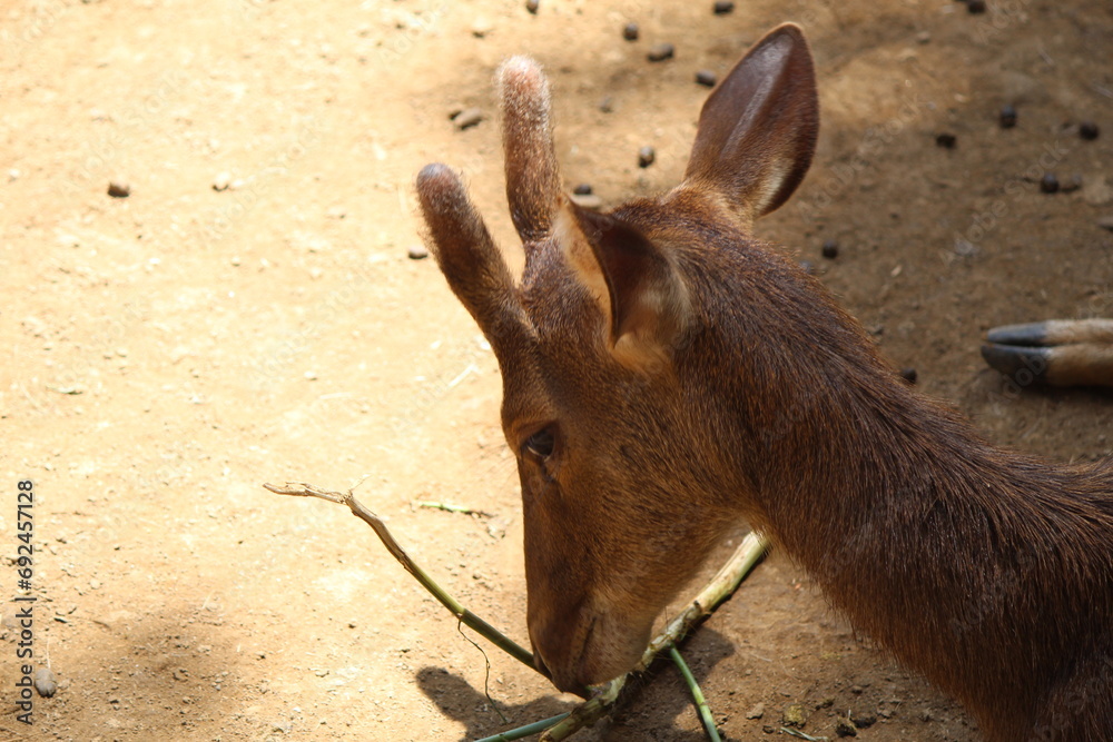 Timor deer (Rusa timorensis) is one of the most widely distributed ...