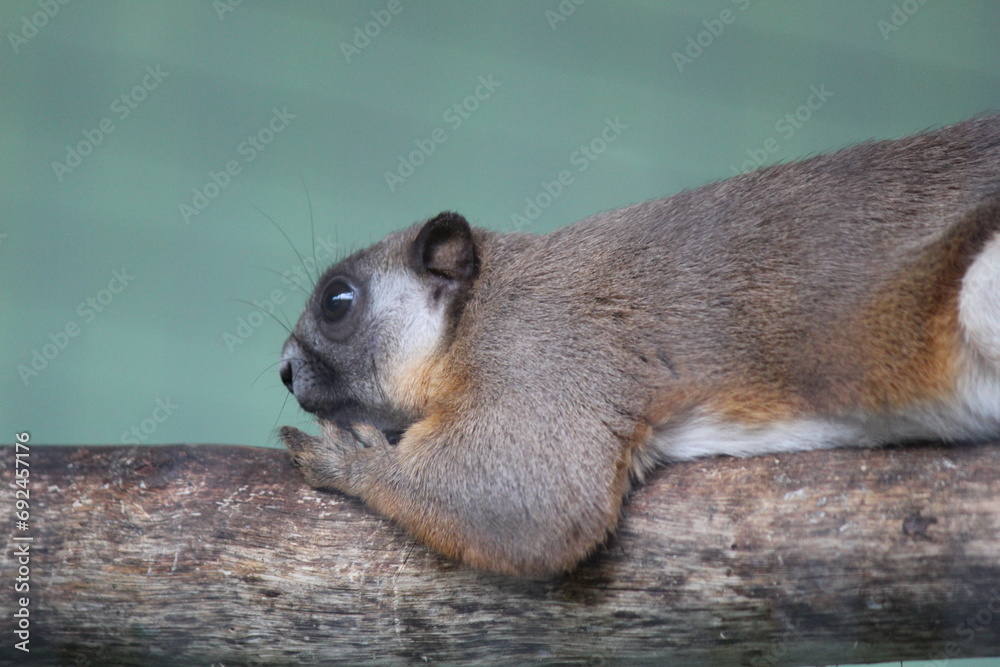 Ratufa bicolor has dark-coloured hair with white trim on the underside ...