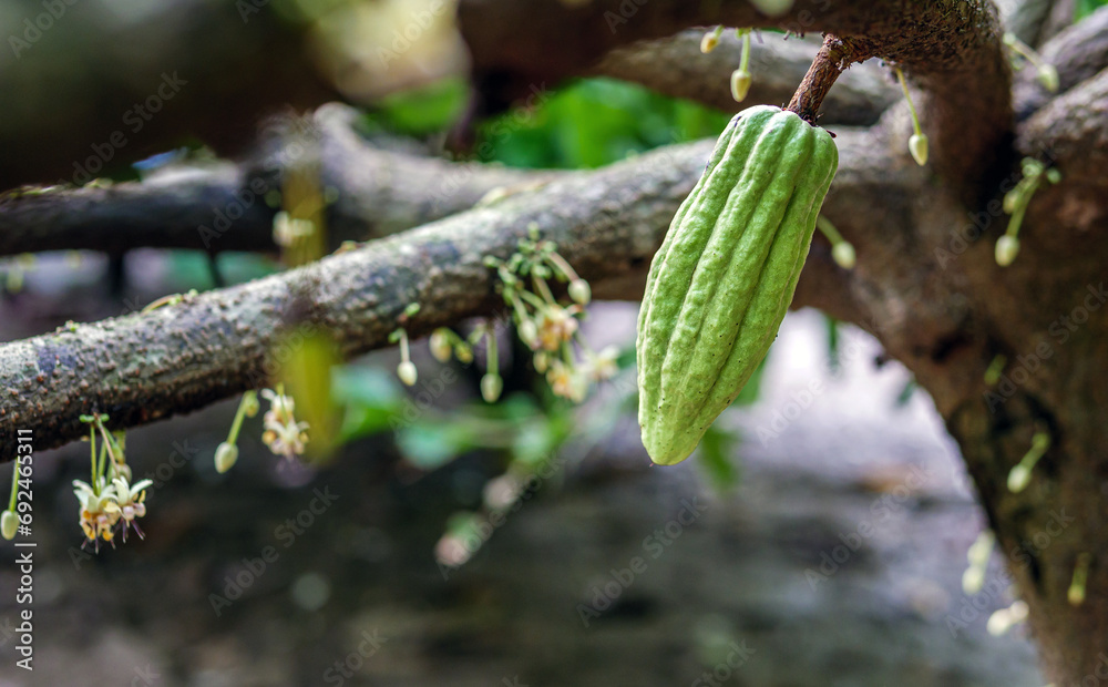 Foto de Green small Cocoa pods branch with young fruit and blooming ...