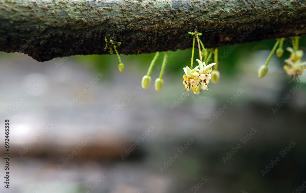 Cocoa flowers (Theobroma cacao) on growing tree trunk,Cacao flowers and ...