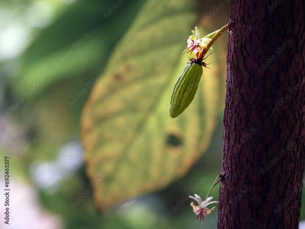 Green small Cocoa pods branch with young fruit and blooming cocoa ...