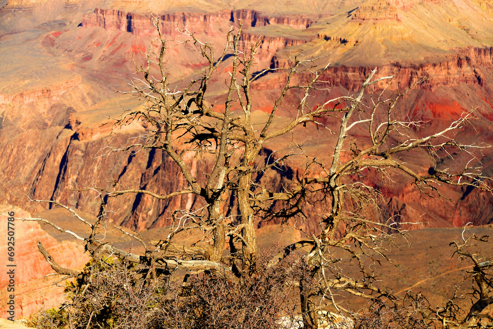 Brave Pinon Pine Tree Grand Canyon Arizona Stock Photo | Adobe Stock