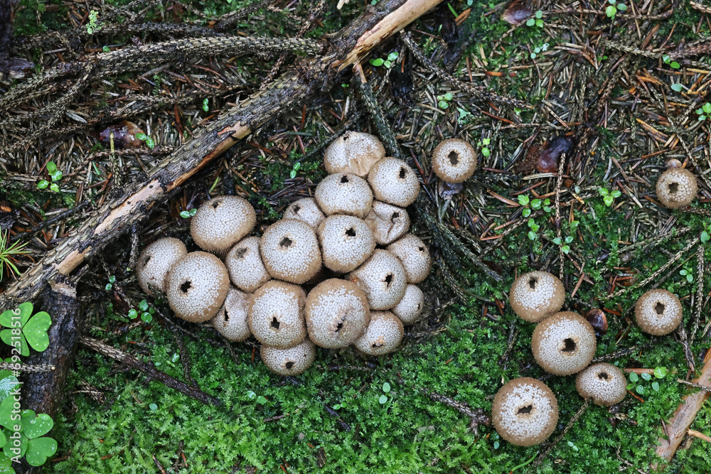 Common puffball, Lycoperdon perlatum, also known aswarted puffball, gem-studded puffball, or the ...