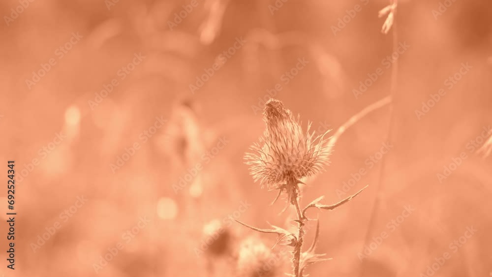 Dry Sedge. Floral Natural Background Peach Fuzz Colored. Burdock ...