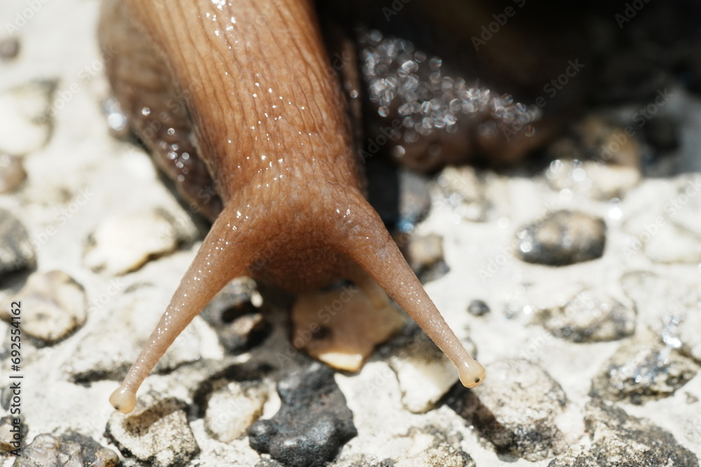 Achatina fulica, commonly known as the Giant African Land Snail, is one ...