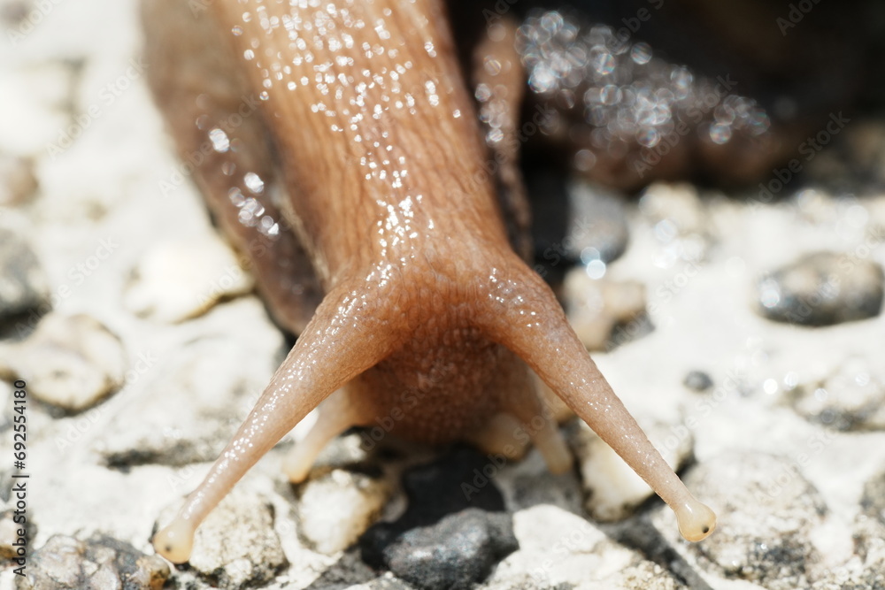 Foto de Achatina fulica, commonly known as the Giant African Land Snail ...