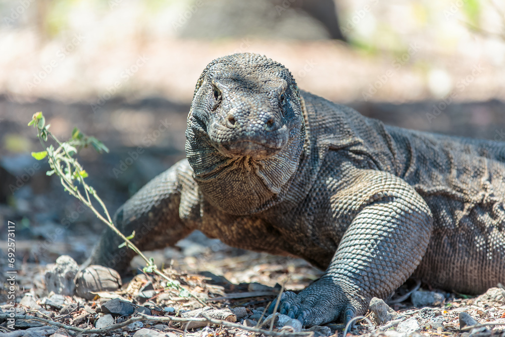 The Komodo dragon (Varanus komodoensis), also known as the Komodo ...