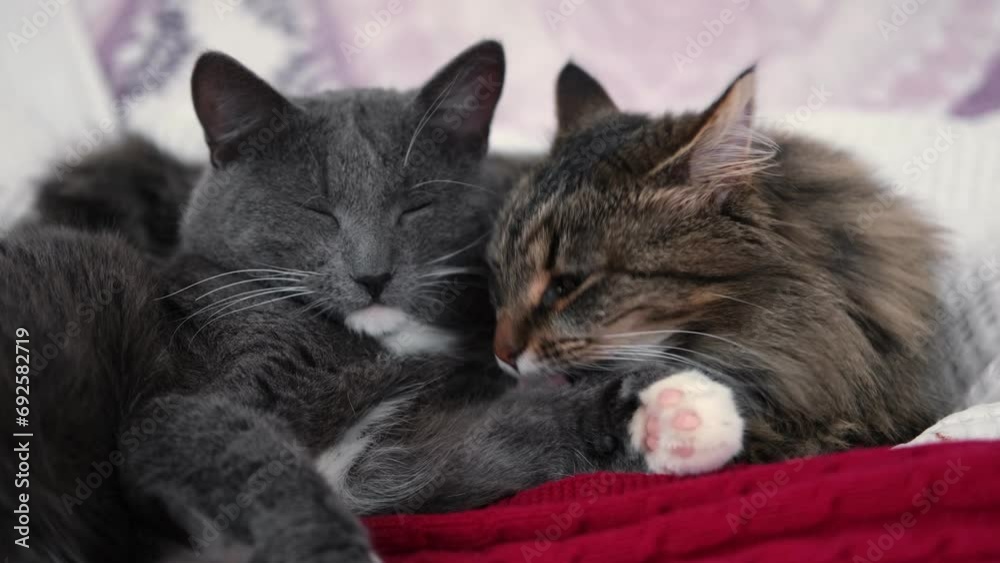 Two Cats Cuddling. Cat Couple. Cute Domestic Tabby Friendly Cats in ...