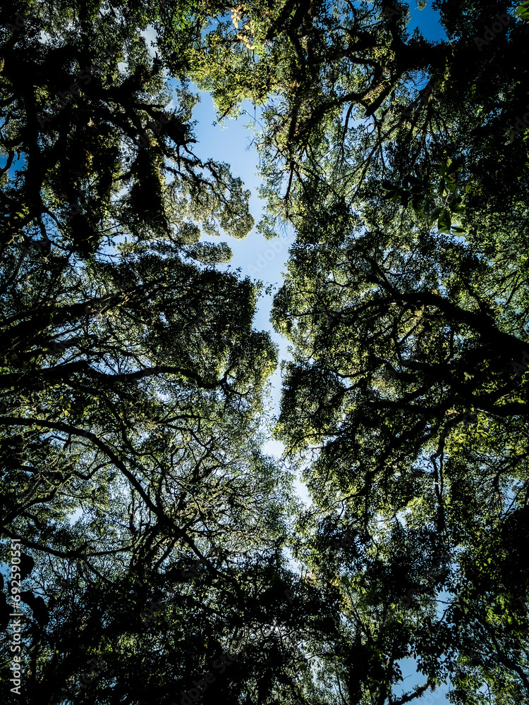 Fototapeta Picture of the branches of a big tree in the forest When ...