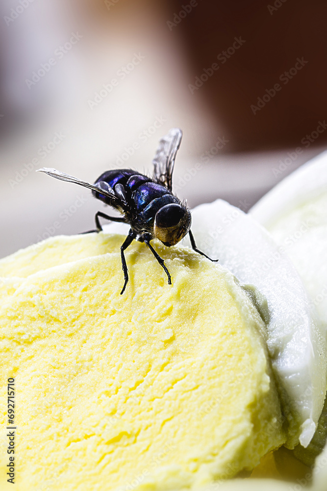 small house fly, black fly on food and garbage, insects in the house ...
