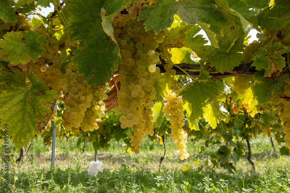 Harvest time in Cognac white wine region, Charente, vineyards with rows ...