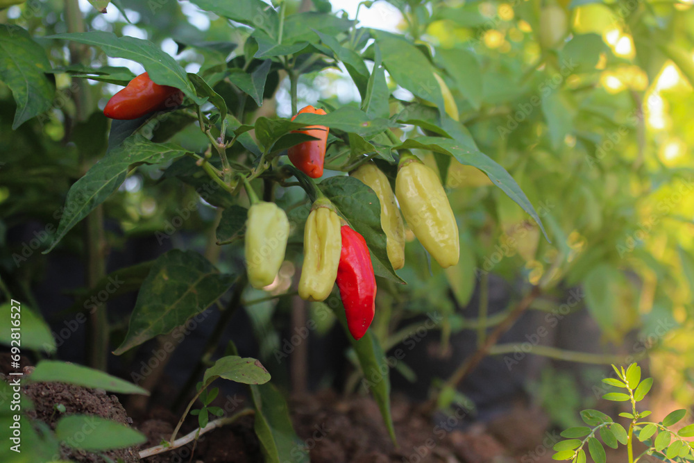 Habanero chili trees with bright red color and ready to be harvested ...