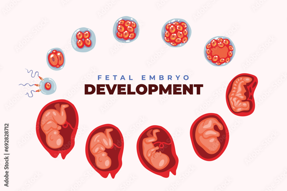 Human embryo development nine month stages medical infographic poster ...