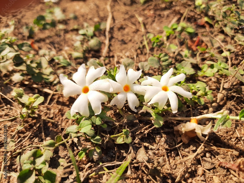 Nyctanthes arbor tristis flower. It's other names night blooming ...