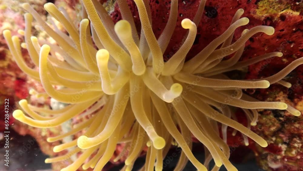 Anemona gigante Condylactis gigantea moviendo sus tentáculos conforme ...