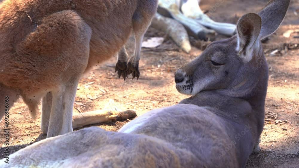 Close up shot capturing the interaction between mother and child red ...