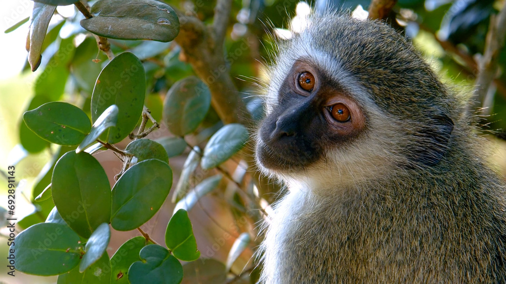 A vervet monkey with a gray body and a black face, sitting on a branch ...