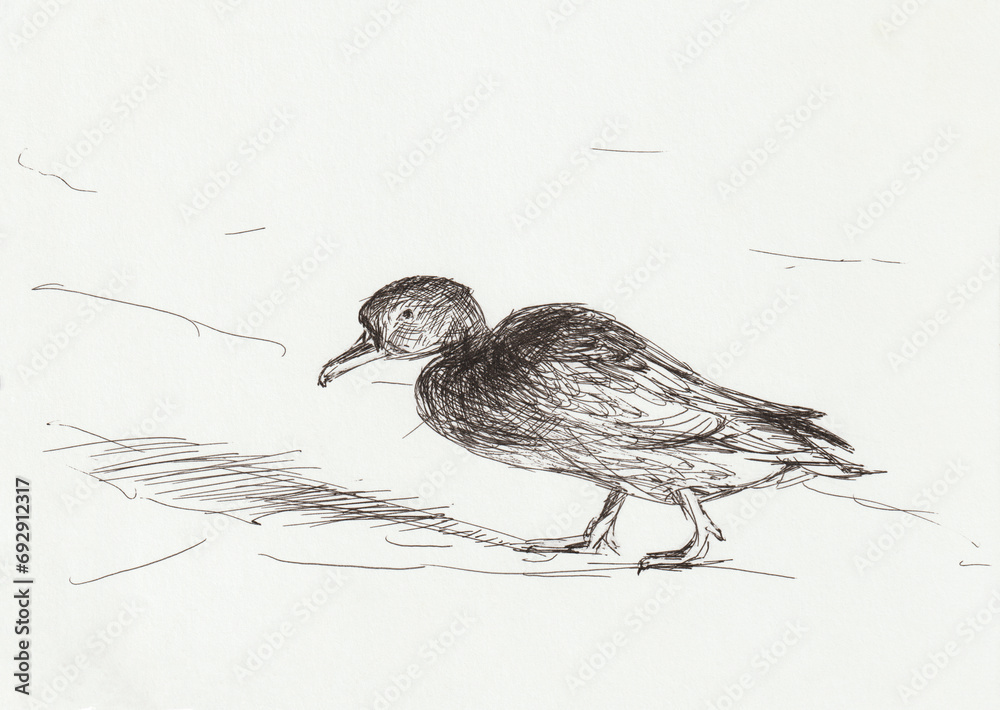 Duck drawing with a pen. A duck walks in the snow. The author's quick ...
