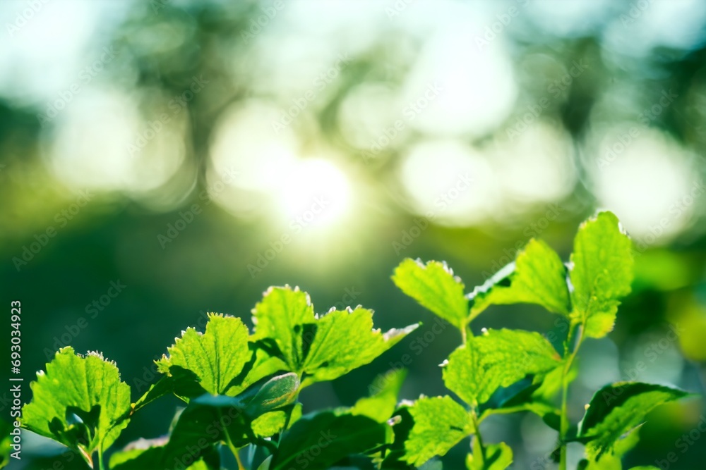 Nature leaf green in the garden.Concept organic leaves green and clean ...