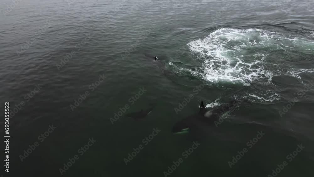 A pod of killer whales swims and hunts in the sea. A large family of ...