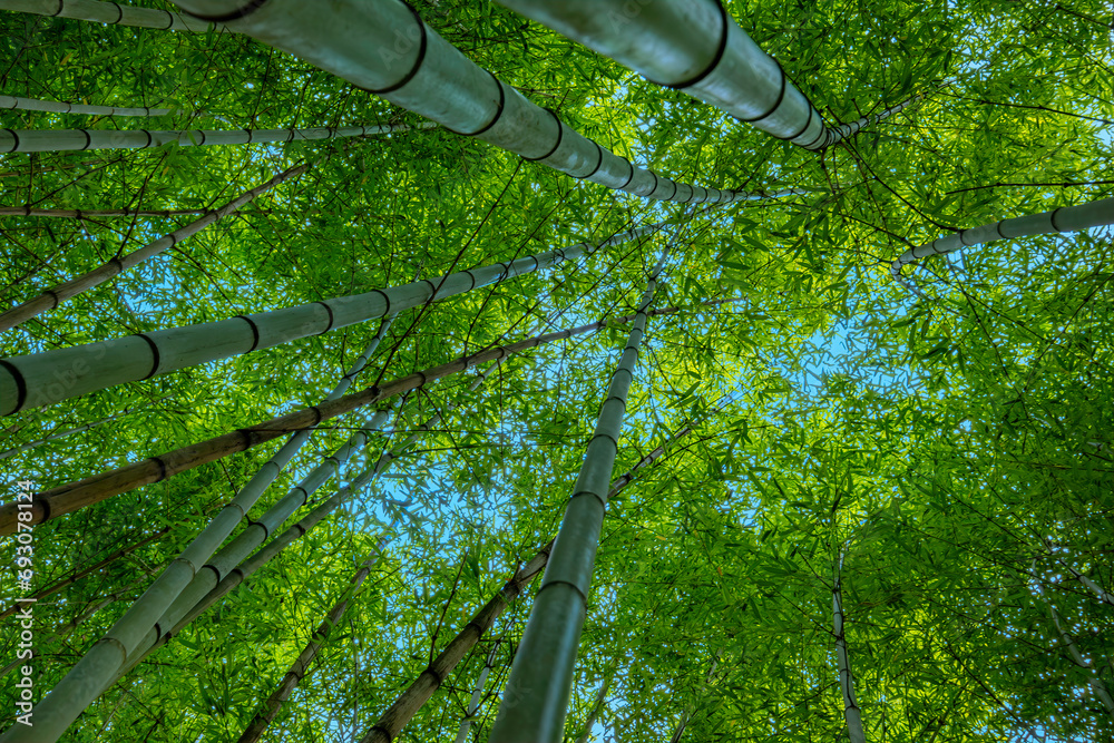 View into a Bamboo Canopy on the Magome to Tsumago Trail, Magome, Japan ...