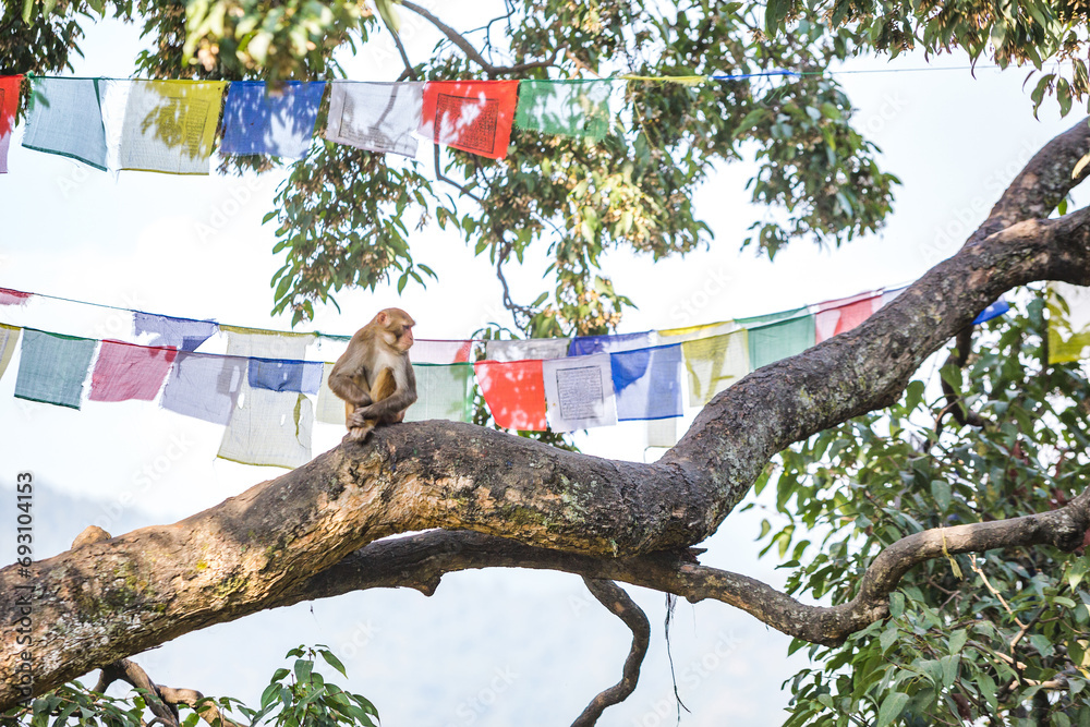 Rhesus macaque at Swayambhunath Buddhist Temple Center in Kathmandu ...