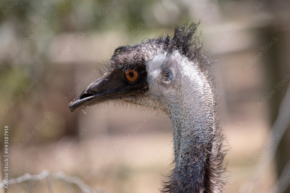 Emus are covered in primitive feathers that are dusky brown to grey ...