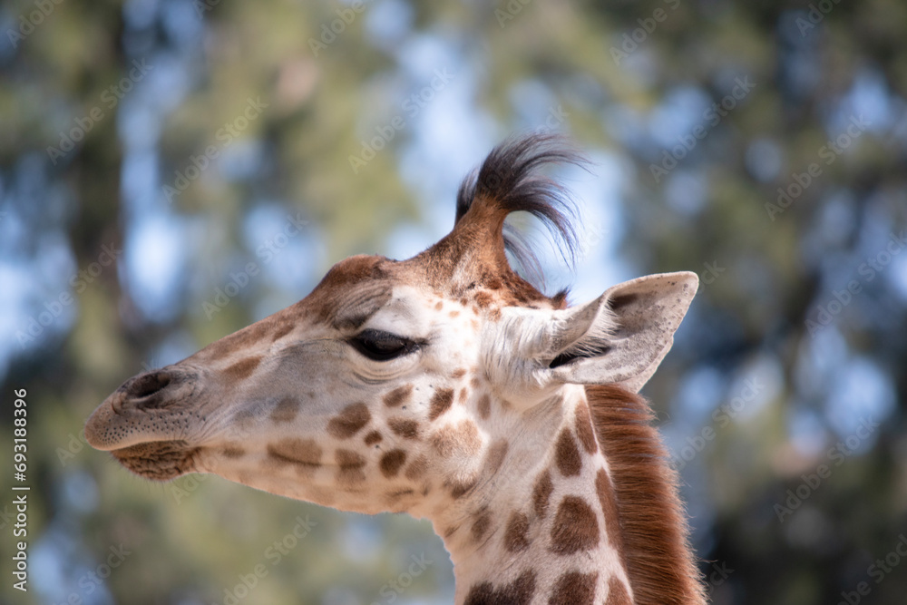 The giraffe is the tallest of all mammals. The legs and neck are ...