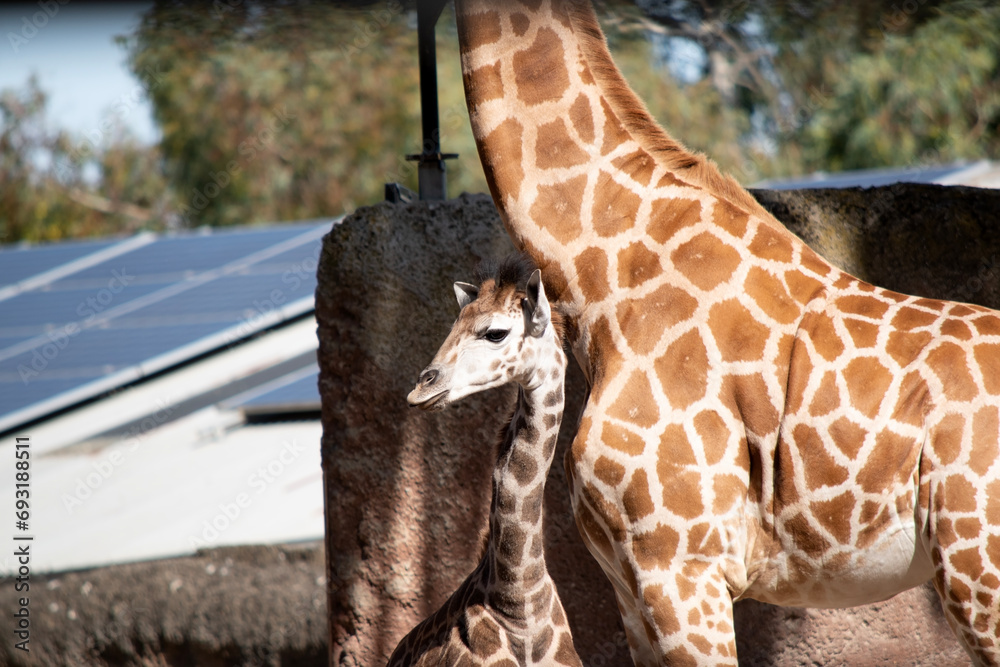 The giraffe is the tallest of all mammals. The legs and neck are ...