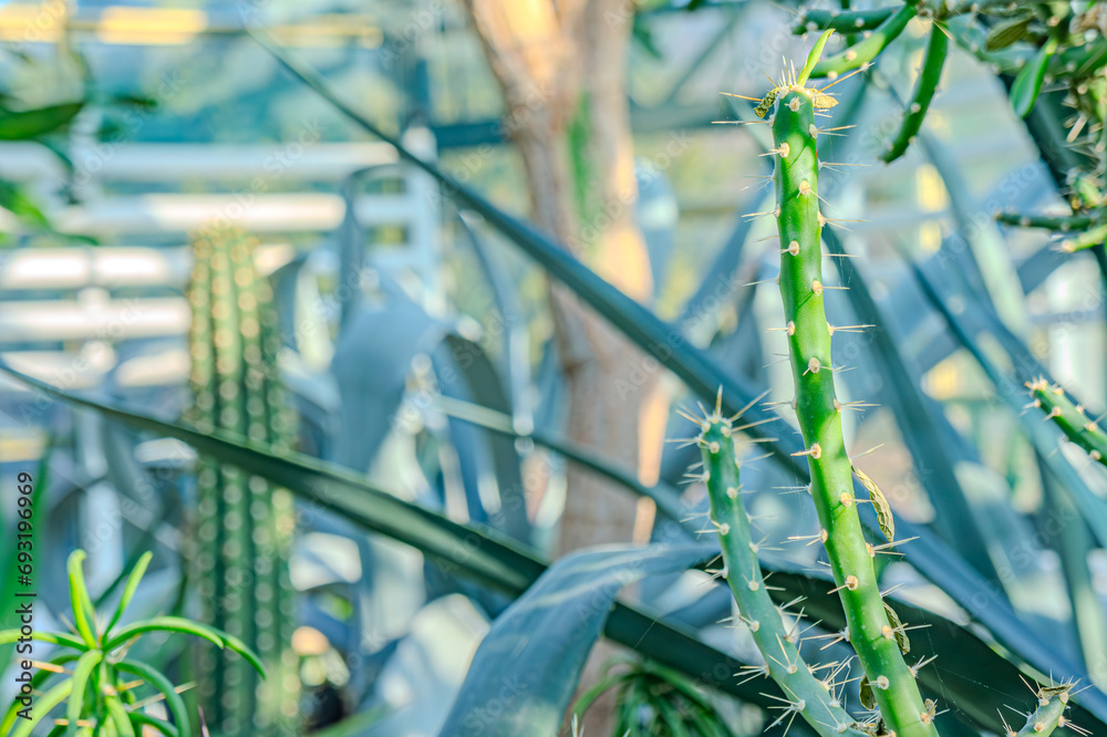 Opuntia aurantiaca, commonly known as tiger-pear, jointed cactus or ...