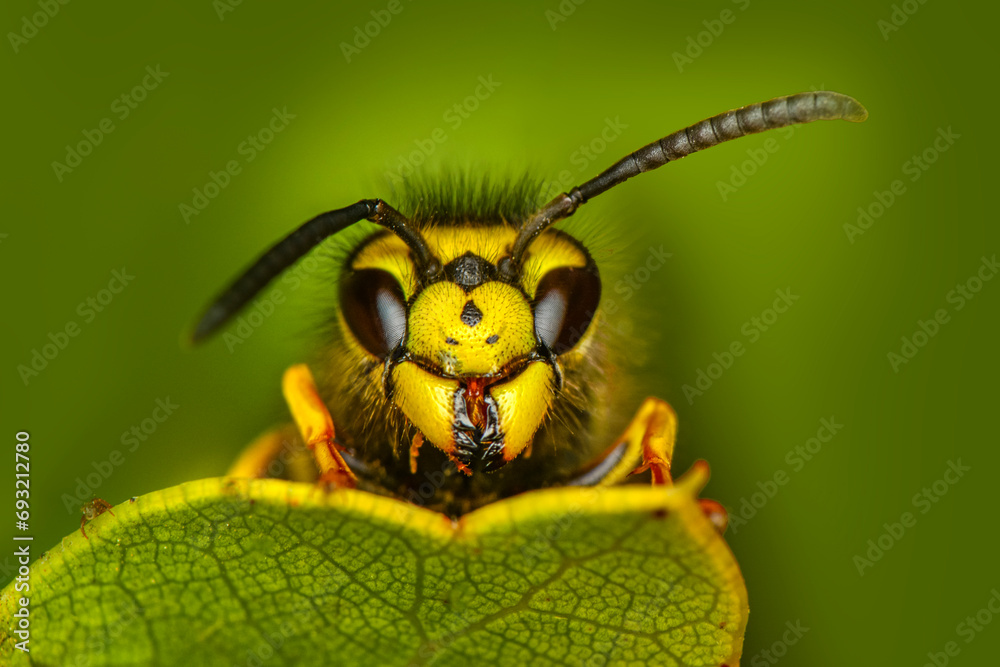 Macro view insect. The parasitic wasp red-banded sand bee is a species of bee from the family ...