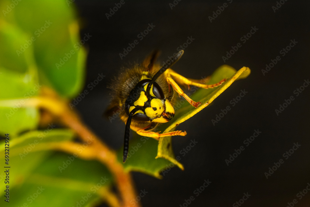 Macro view insect. The parasitic wasp red-banded sand bee is a species ...