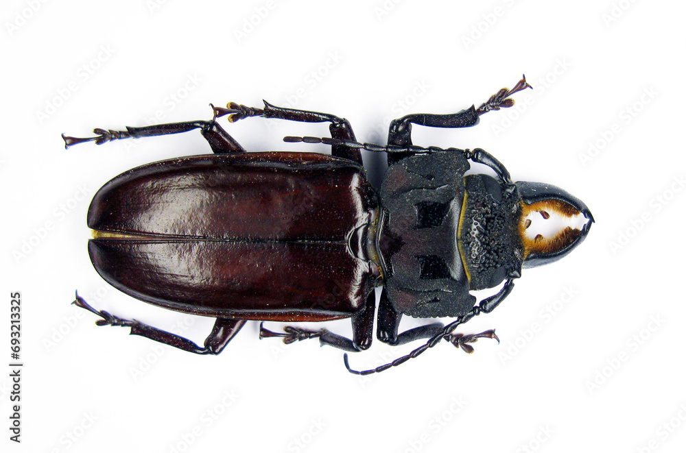 Black beetle with big jaws isolated on white, Mallodon spinibarbus ...