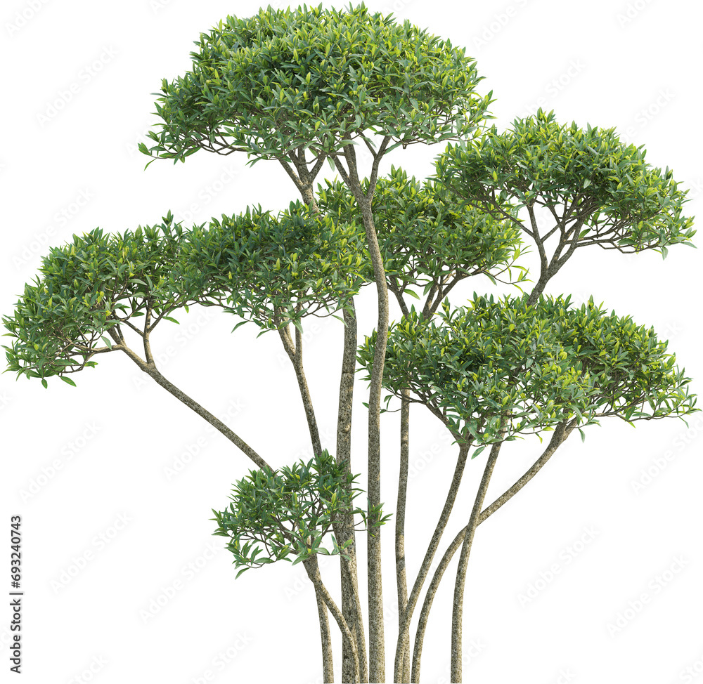 Side view of Phillyrea Angustifolia plant - Garden plant Stock ...