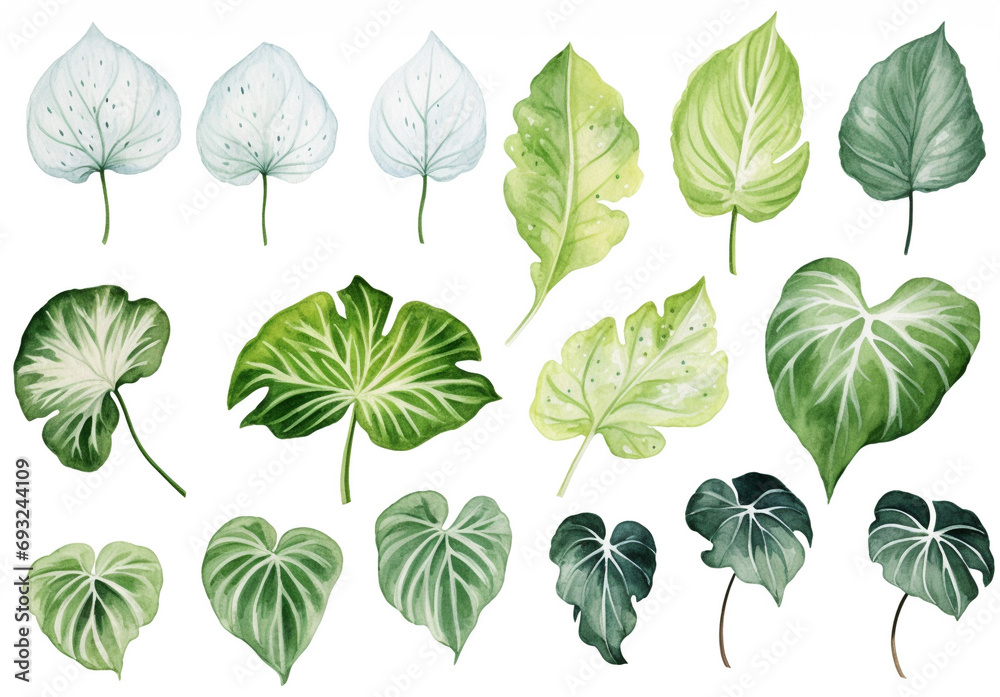 Watercolor painting Syngonium podophyllum symbols on a white background ...