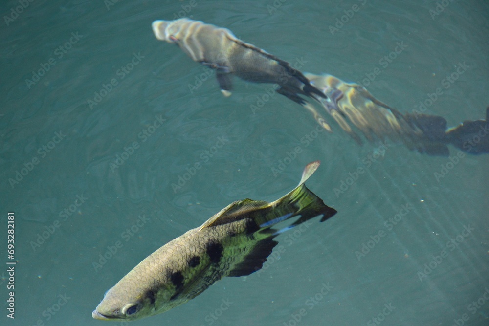 Three archer fish swimming in a river. The details of one fish are ...