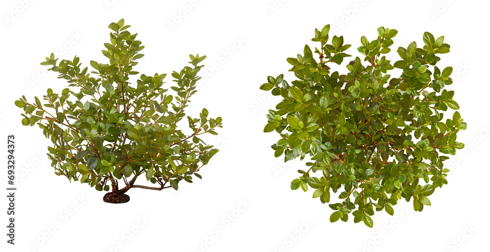 Outdoor green plant isolated on transparent background. PNG image. Side ...