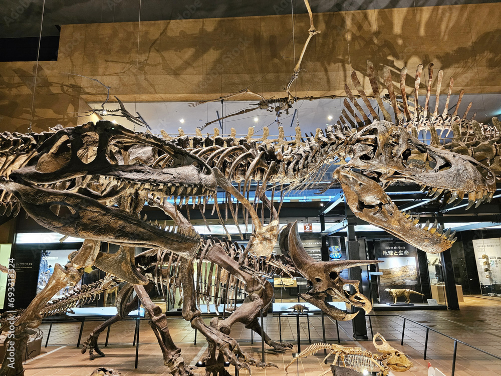 KITAKYUSHU, JAPAN - NOVEMBER 15, 2023: Raptor bones with shadow at ...