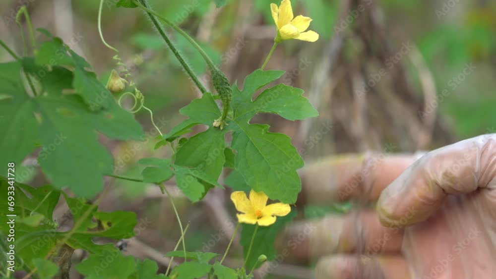 Hands touching flower and Cerasee kerala bitter melon plant with kerala ...