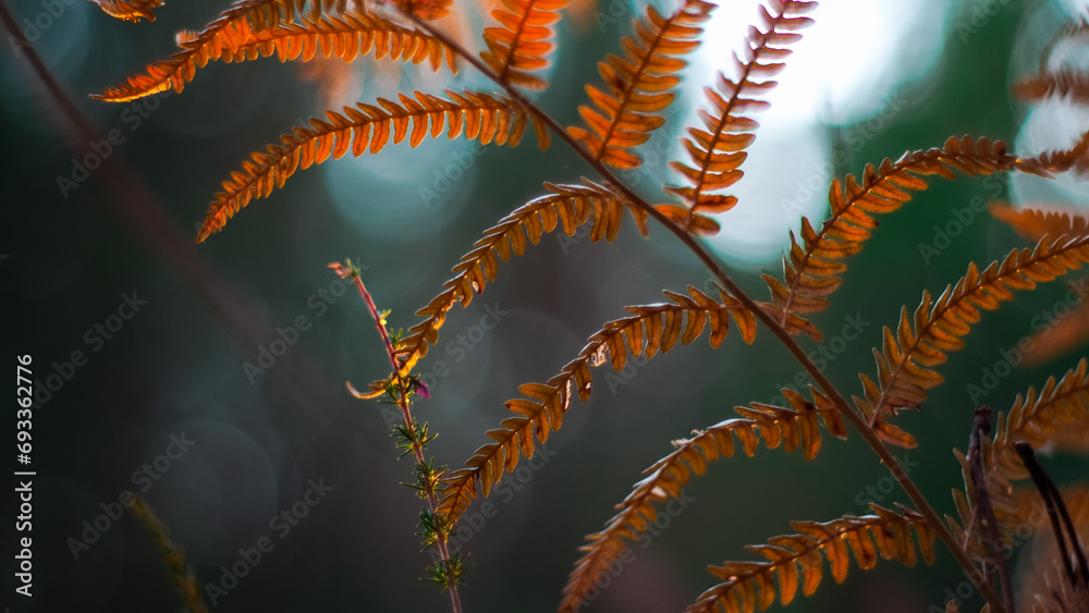 Crépuscule dans la forêt des Mandes de Gascogne, dévoilant son opulente ...