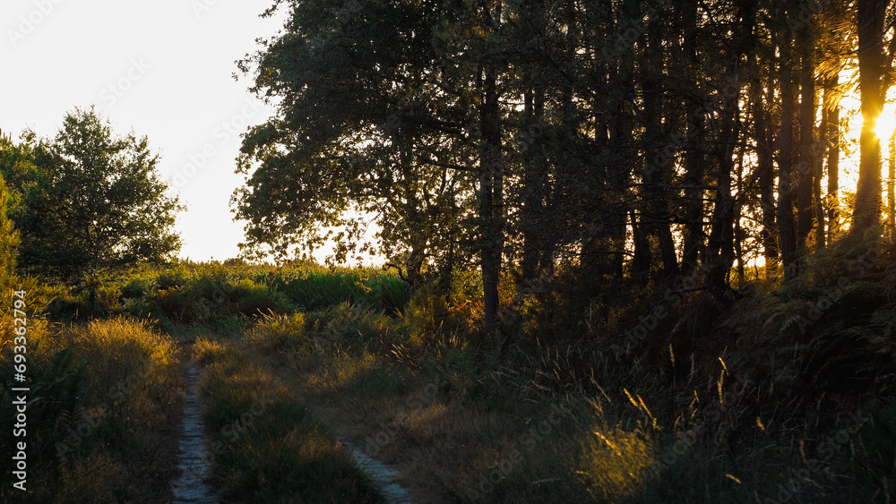 Crépuscule dans la forêt des Mandes de Gascogne, dévoilant son opulente ...
