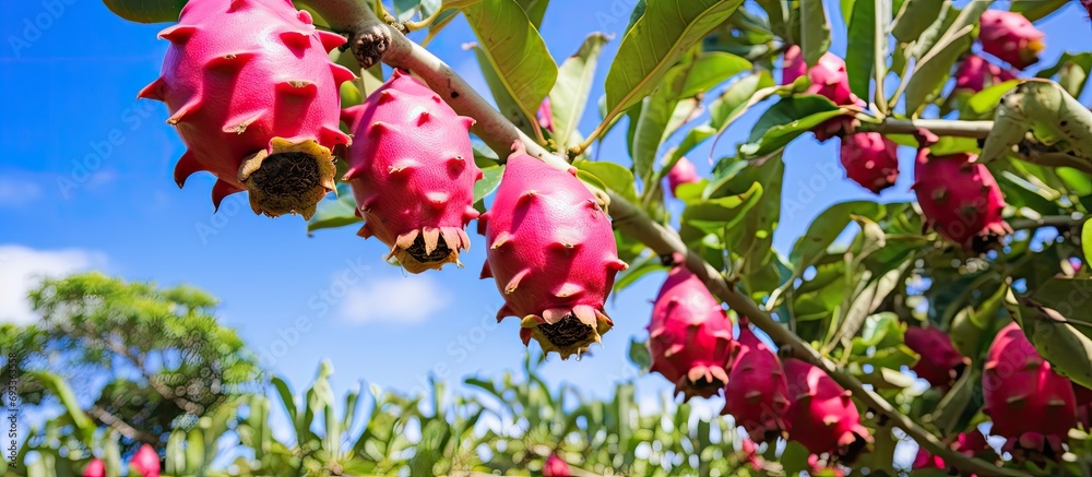 Mature dragon fruit tree bearing harvest-ready red fruit, a beneficial ...