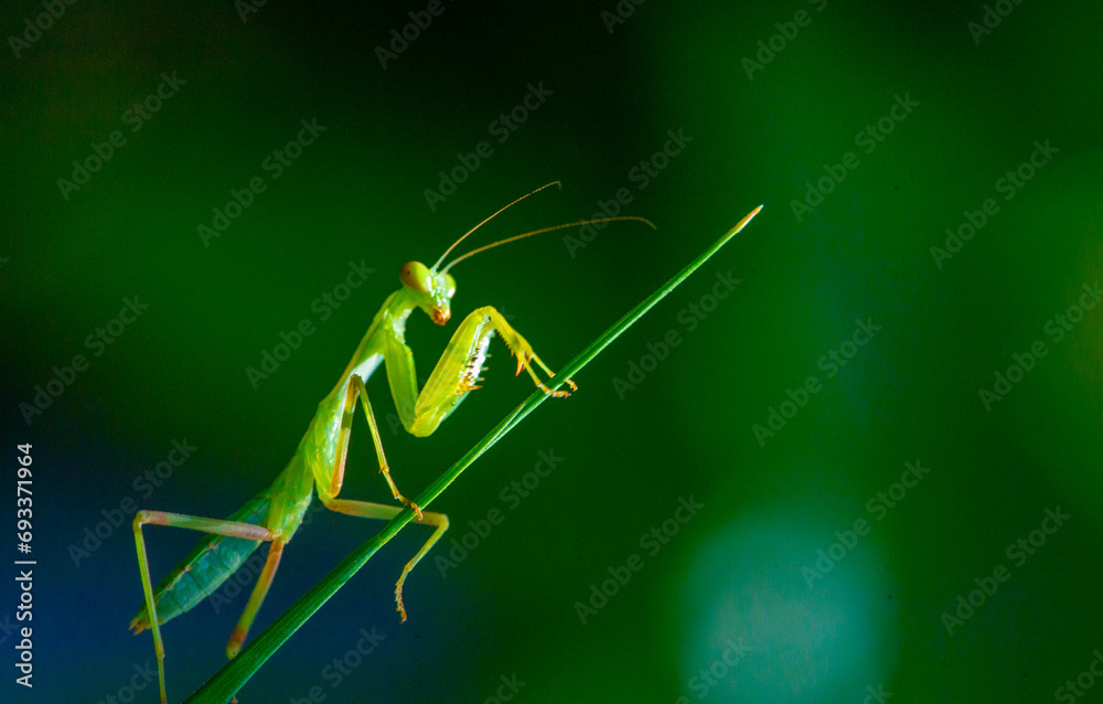 Experience the mysterious gaze of a praying mantis up close. Capture ...
