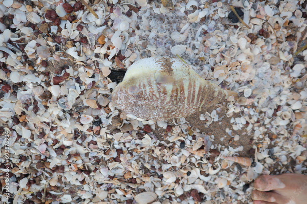 Buntal fish stranded on the shore, this fish can be consumed as long as ...